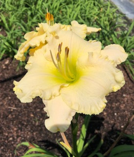 President Ronald Reagan (2) | thedaylilystore