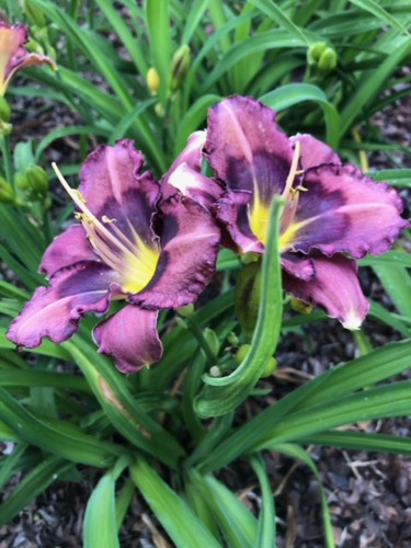 Blue Utopia (2) | thedaylilystore