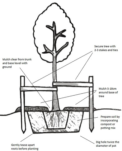 Planting Guide | Summit Nurseries