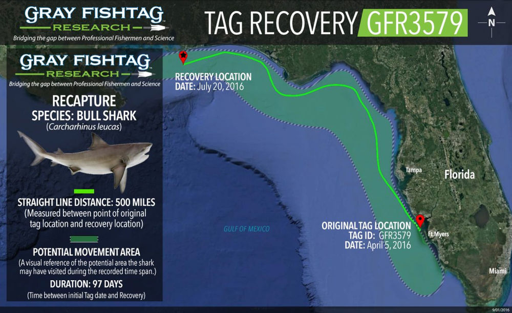 Bull Shark RECAPTURE