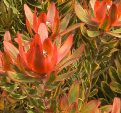 Protea Jester Conebush -Monrovia - Jester | Peace of aloha co.