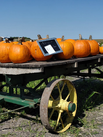 ABOUT US | Kandi Land Farm