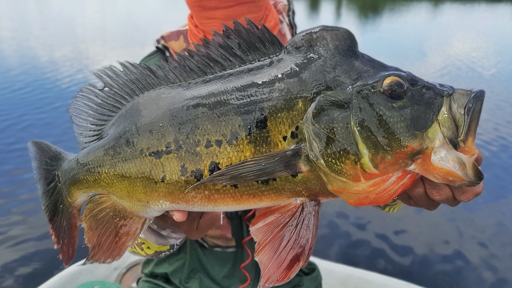 Perak Wild Peacock Bass Fishing | Hardworking Angler