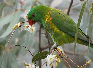 BIRDS | Bribie Birds And But
