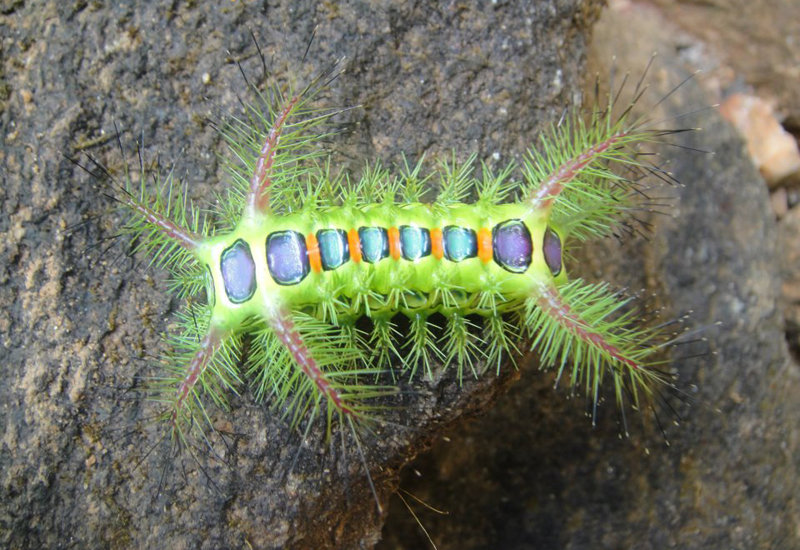 ഈ പുഴു കടിച്ചാല്‍ ഉടന്‍ മരണമോ?Alfa Medicare Healthcare Services Kerala