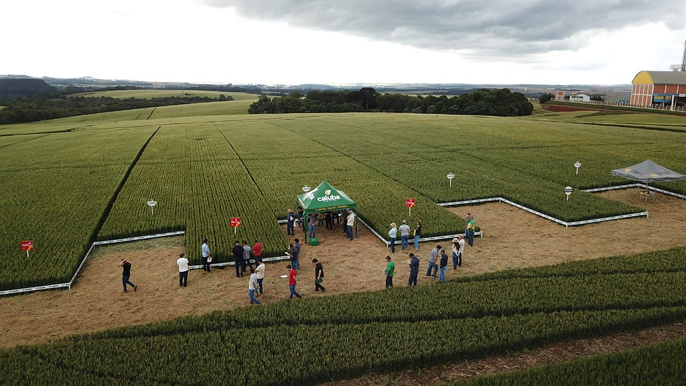 Caluba Sementes realiza seu primeiro Caluba Tech Inverno