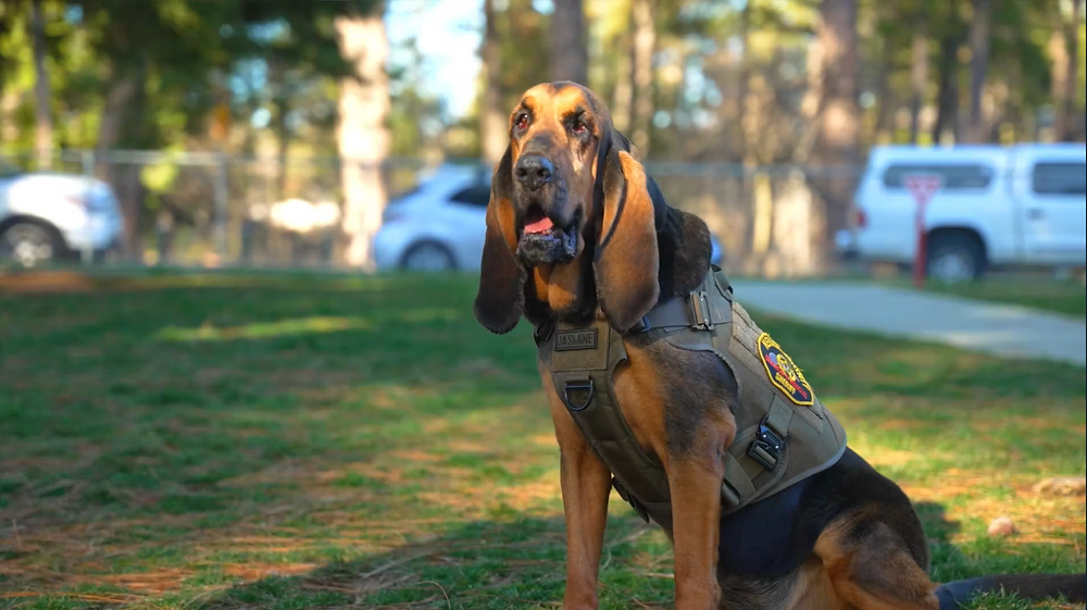 CALIFORNIA RESCUE DOG ASSOCIATION