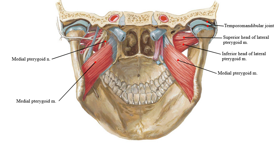 Level Up's Approach to TMJD and Jaw Pain Part 1