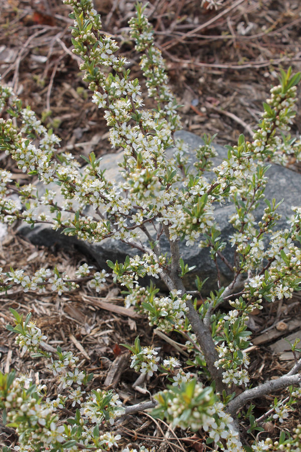 Native Plant Profile - Western Sand Cherry