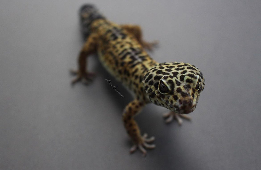 IL TERRARIO GIUSTO PER IL TUO RETTILE