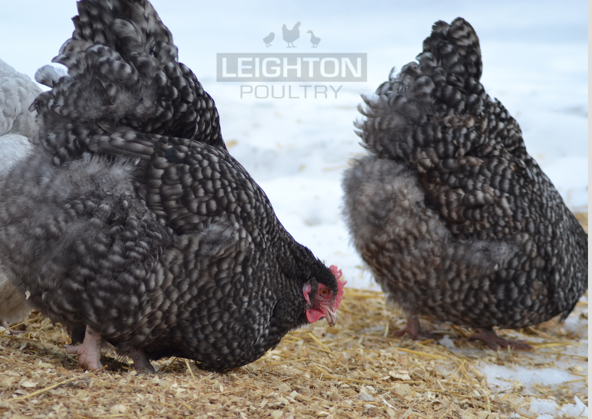 Photos Leightonpoultry