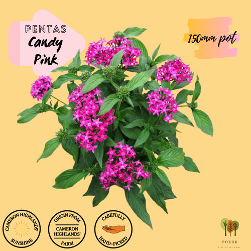 100% Cameron POKOK Pentas | POKOK Homestore
