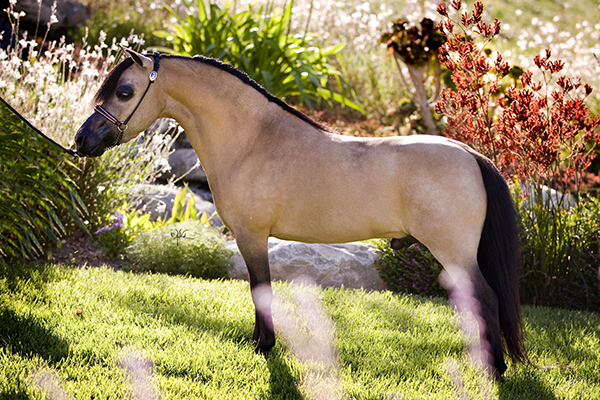 Painted H Ranch Miniature Horses | Stallions