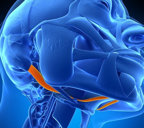 Toothaches of Muscular Origin