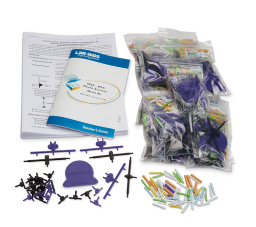 DNA, RNA - Protein Synthesis Kit | Carolina Singapore