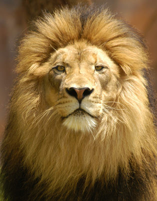 LION PICTURE EMPOWERED | MIDDAY MEDITATION