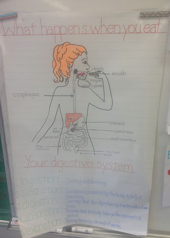 Cycle 2 - Digestion | teaching-portfolio