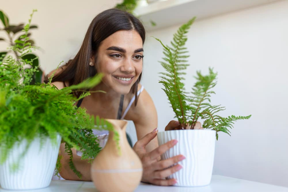 8 Mind-Calming Indoor Plants for Stress Relief & Wellness Corners (2025 ...