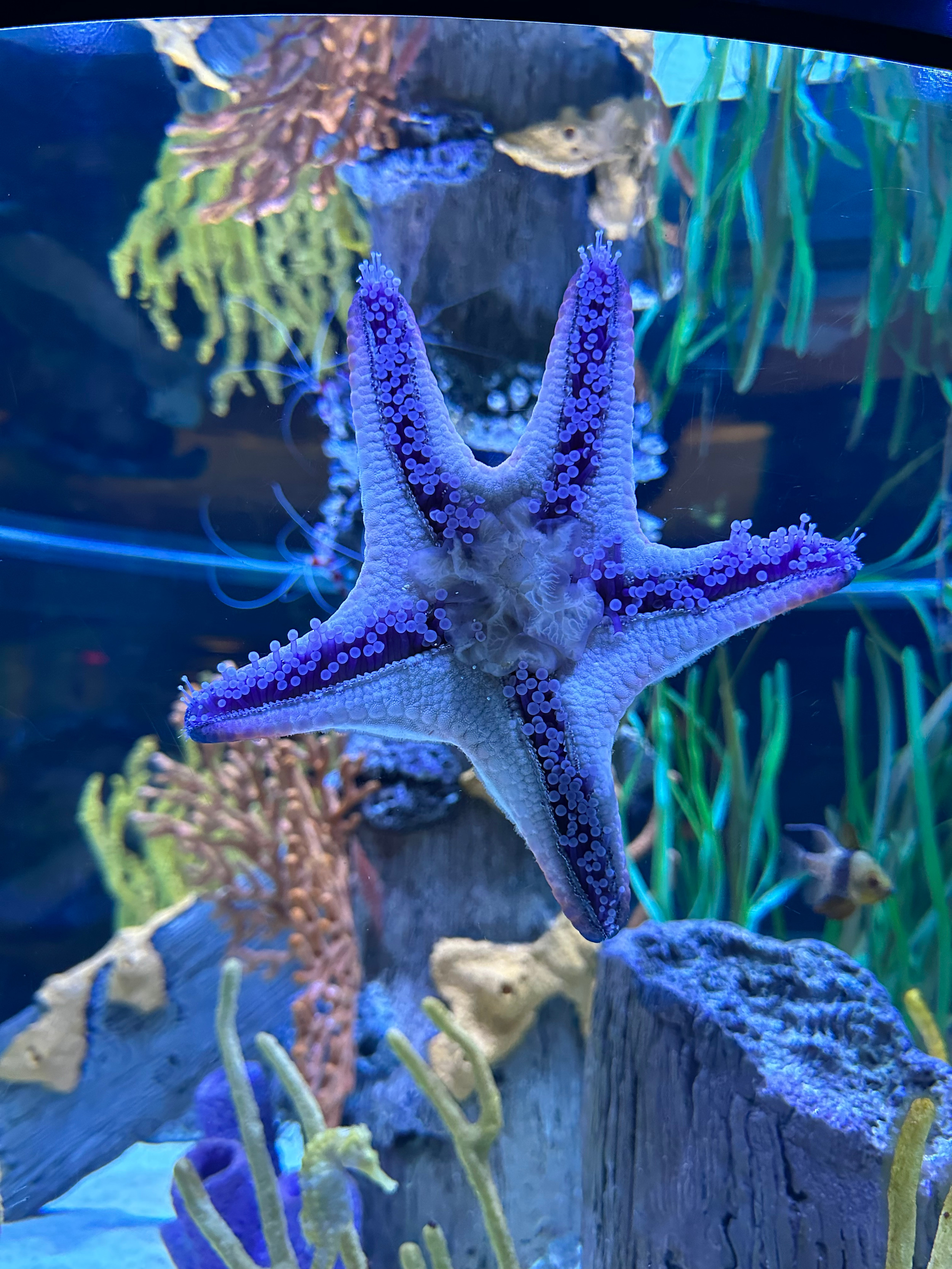 Unveiling one of Epcot's most underrated attractions: The Sea Base in ...