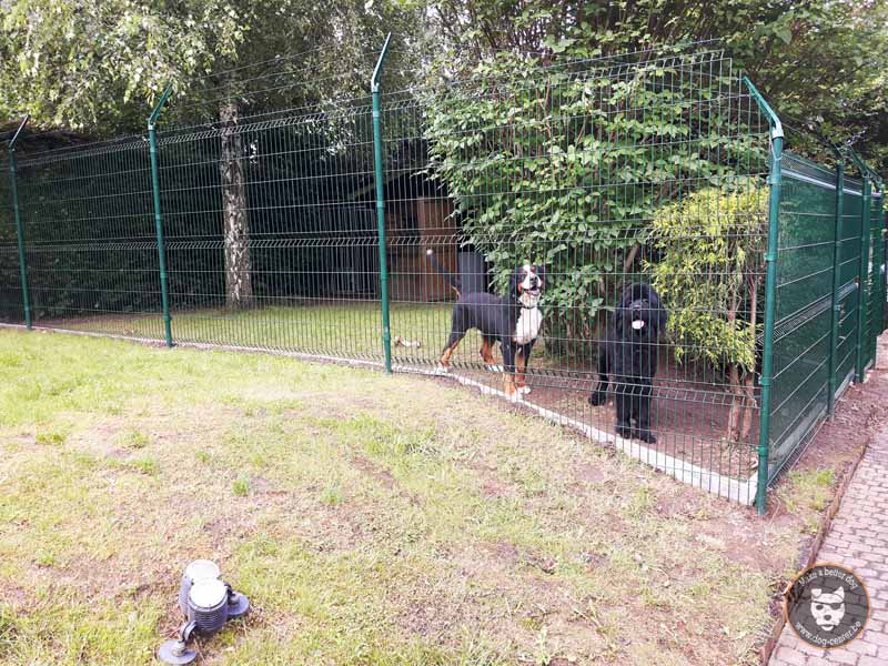 Dog Center | éducation Canine | Wallonie