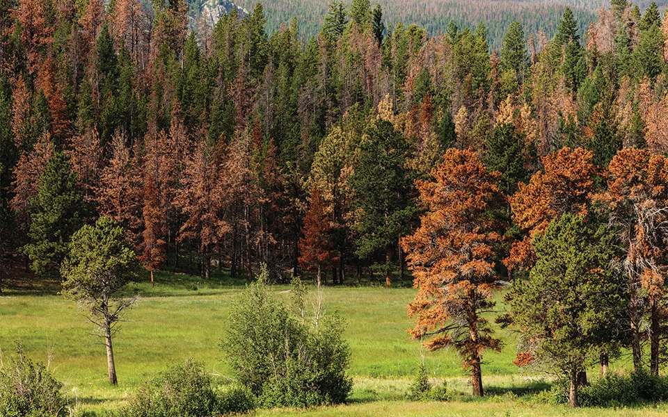 FOREST RESILIENCE | Neiman