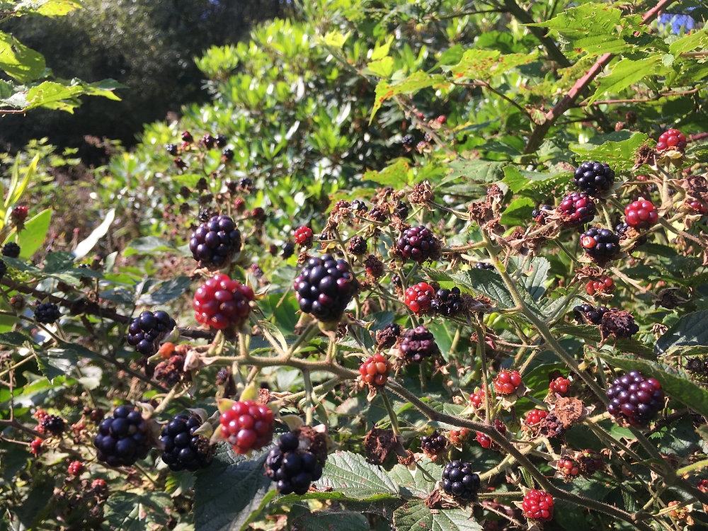 Brambles