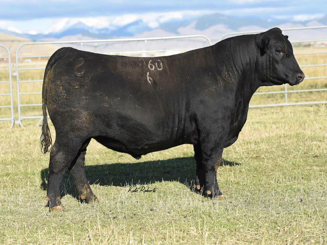 Herd Sires | Sitz Angus | The Finest Bulls in the Industry