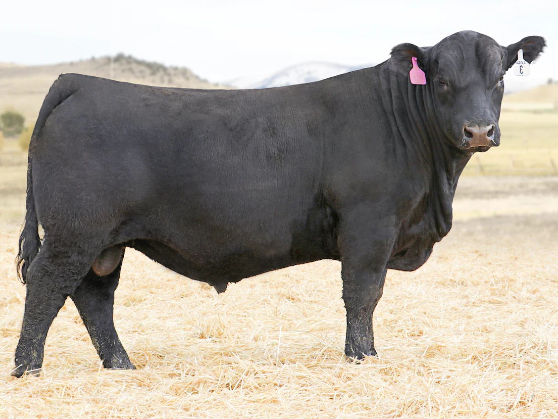Herd Sires | Sitz Angus | The Finest Bulls in the Industry