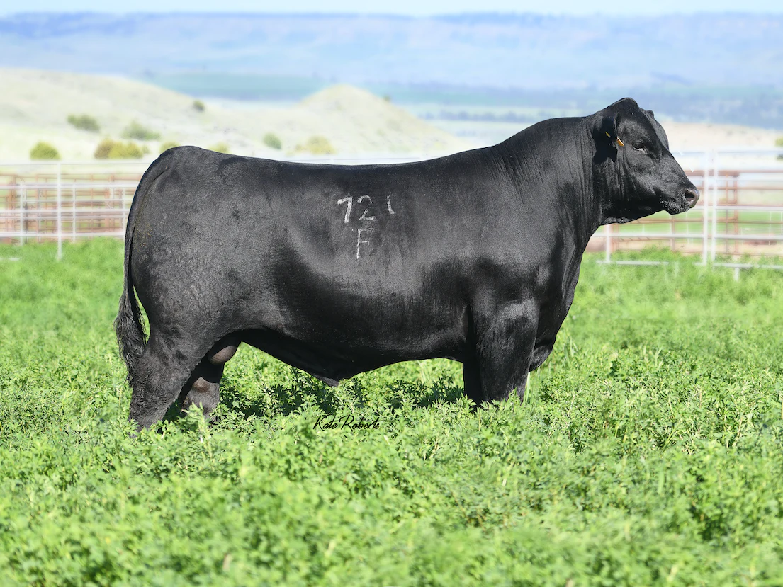 Herd Sires | Sitz Angus | The Finest Bulls in the Industry