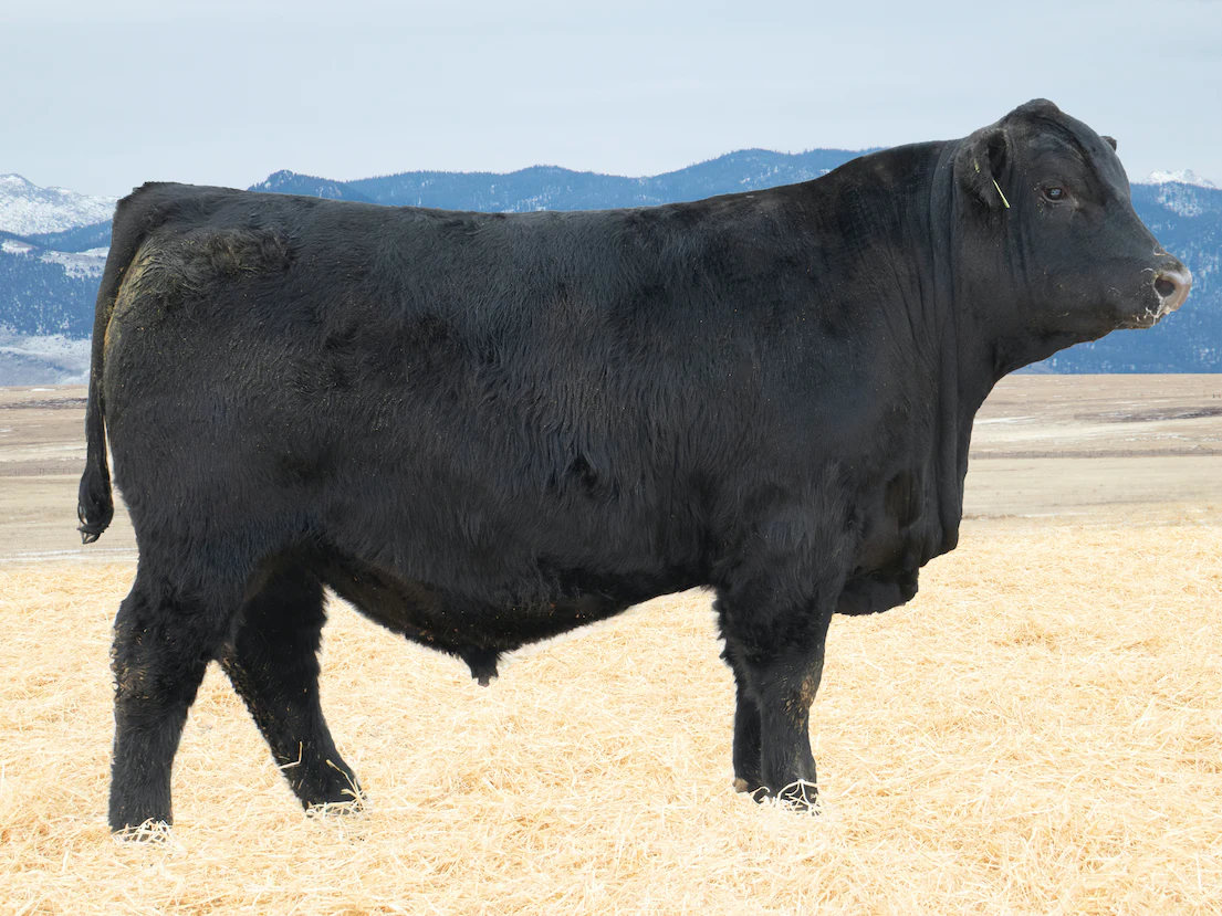Herd Sires | Sitz Angus | The Finest Bulls in the Industry