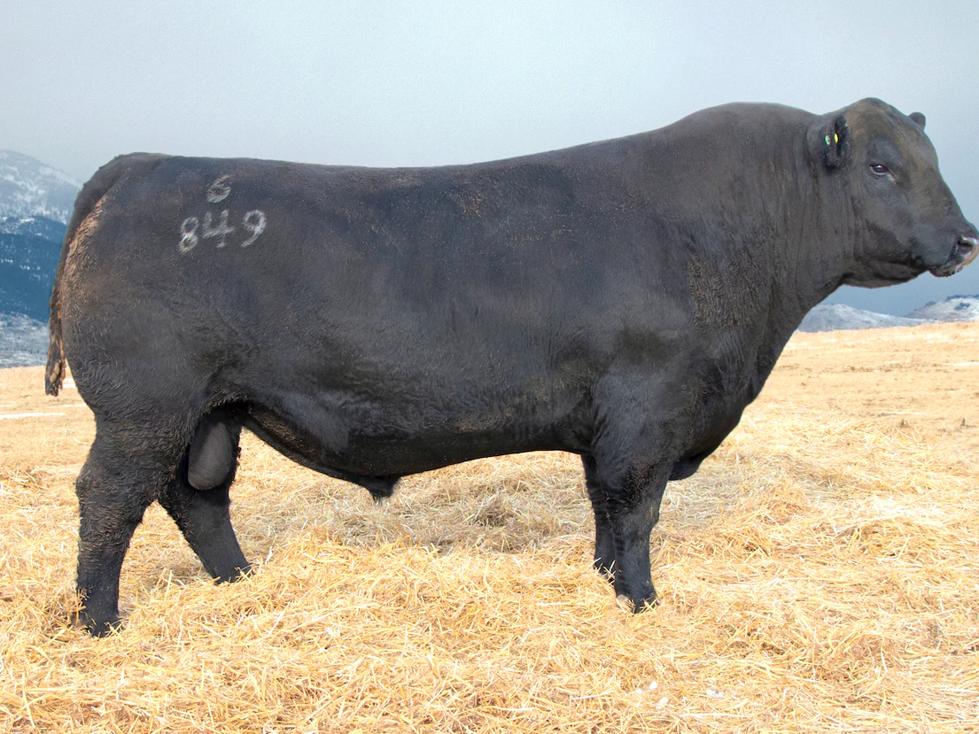 Herd Sires | Sitz Angus | The Finest Bulls in the Industry