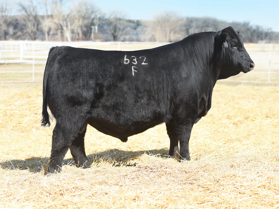 Herd Sires | Sitz Angus | The Finest Bulls in the Industry