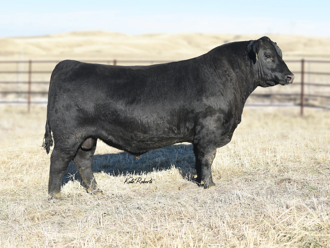 Herd Sires | Sitz Angus | The Finest Bulls in the Industry
