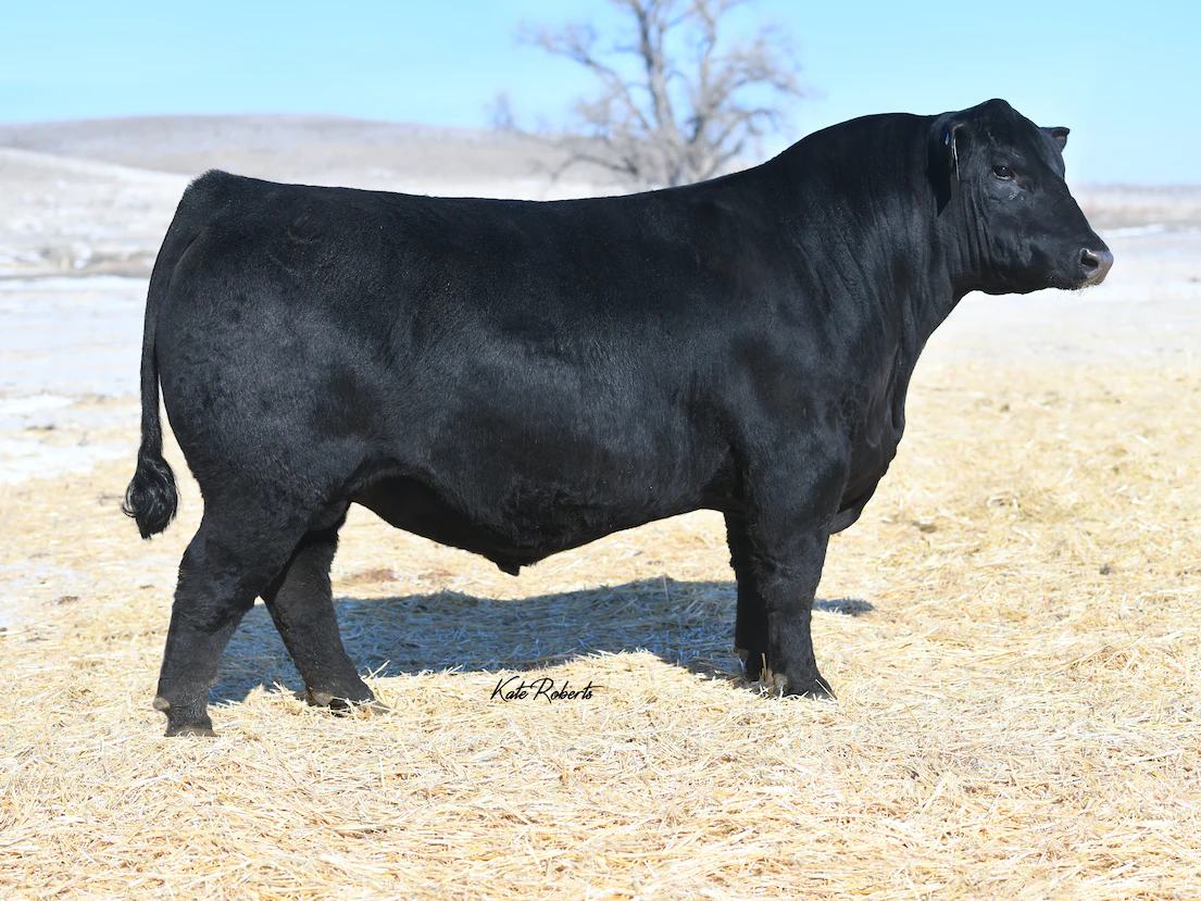 Herd Sires | Sitz Angus | The Finest Bulls in the Industry