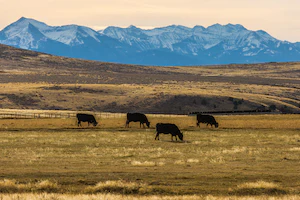 About | Sitz Angus | The Finest Bulls in the Industry