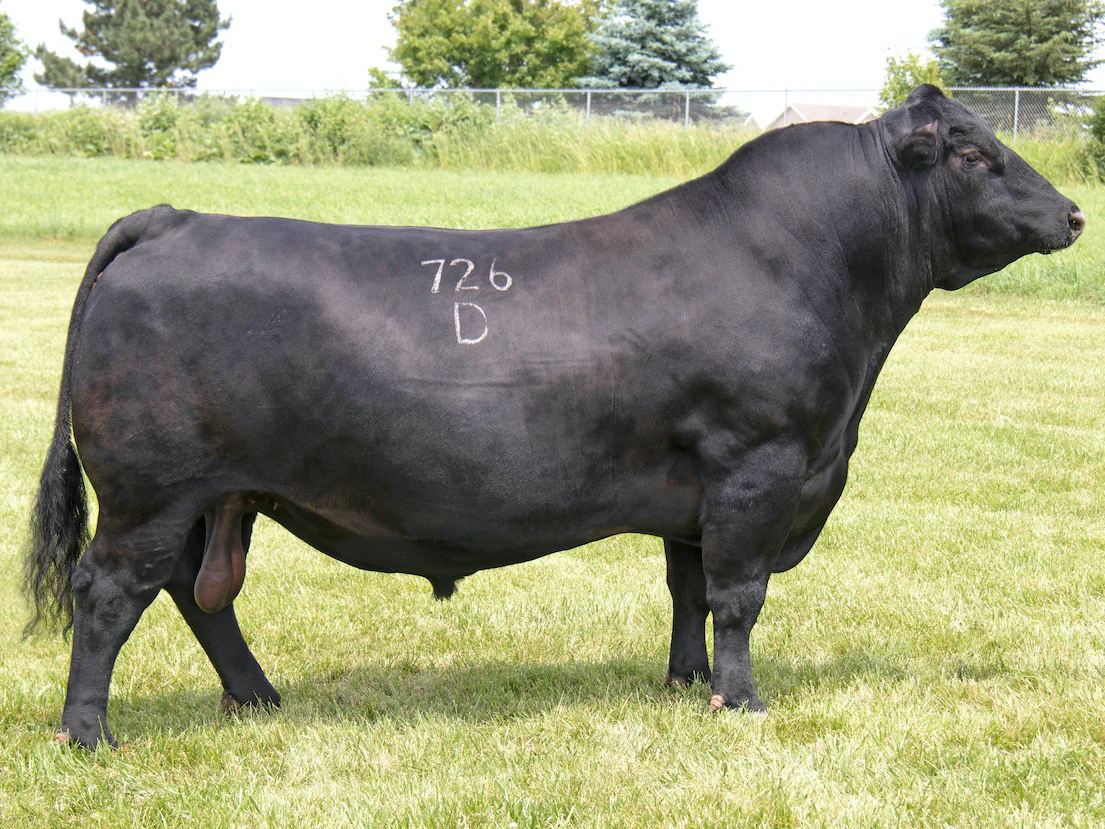 Herd Sires | Sitz Angus | The Finest Bulls in the Industry
