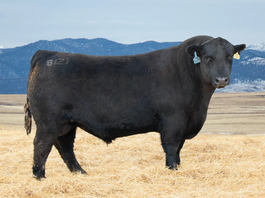 Herd Sires | Sitz Angus | The Finest Bulls in the Industry