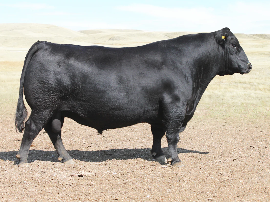 Herd Sires | Sitz Angus | The Finest Bulls in the Industry