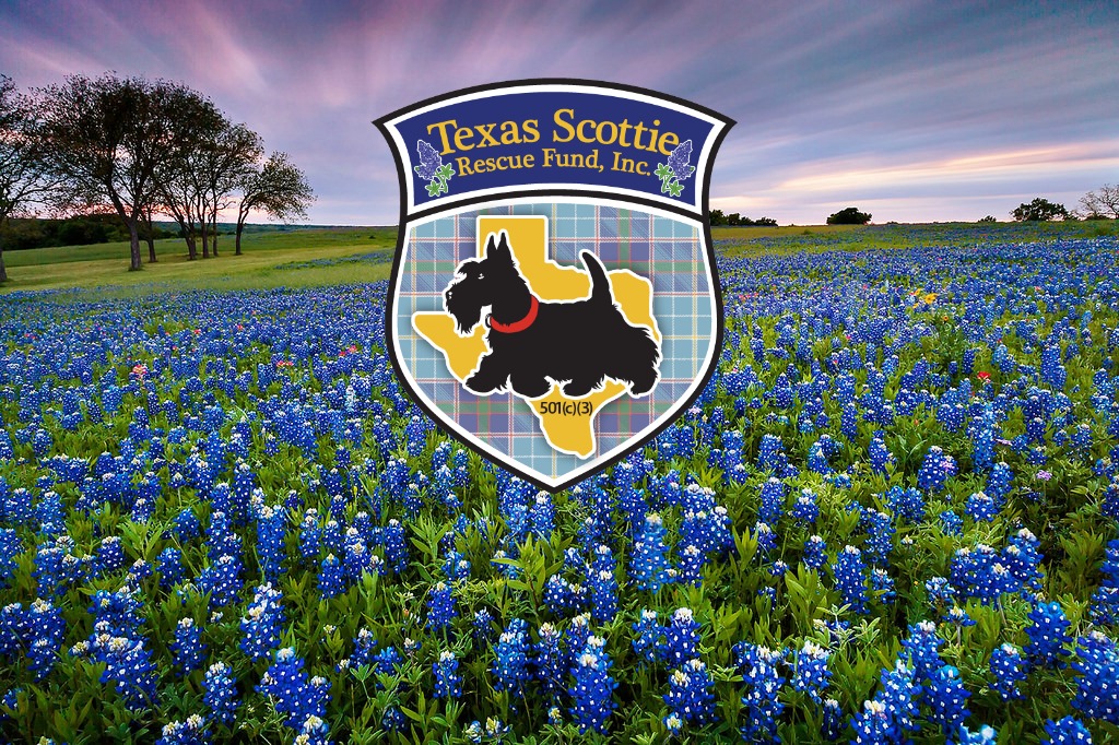 Bluebonnet Logo