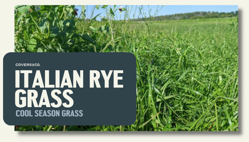 Italian Rye Grass | Sun To Soil Regenera