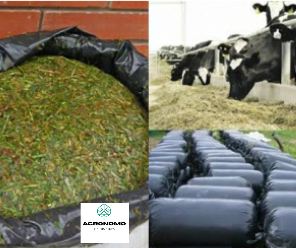 Qué es ensilaje y Pasos para ensilar forraje