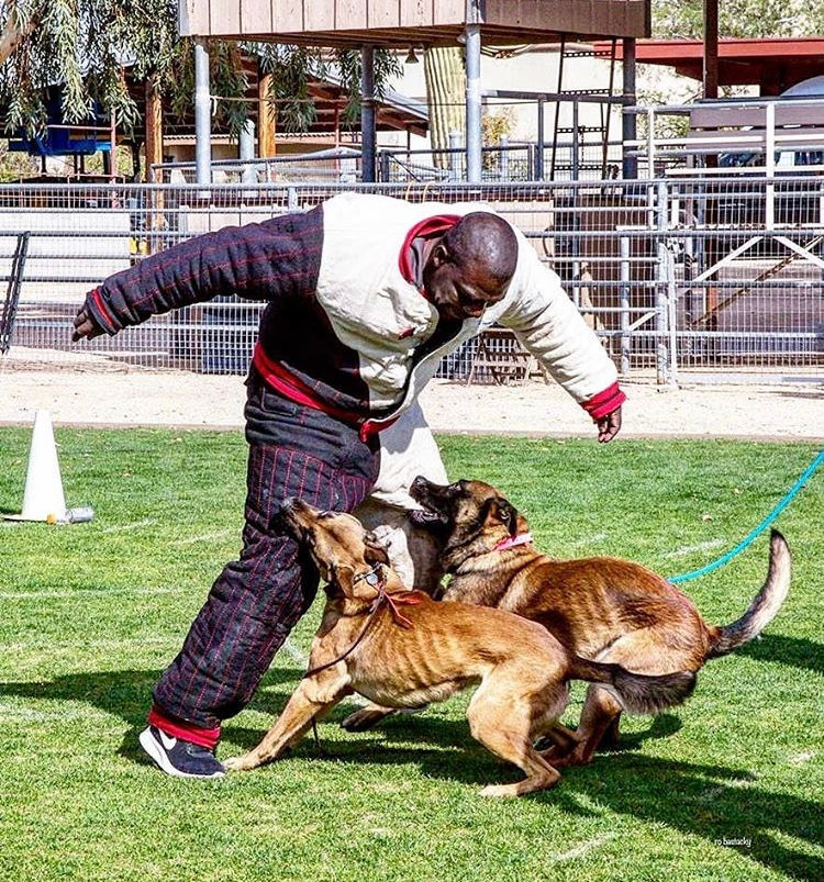 New Demanet Bite Suits | Kirby K9