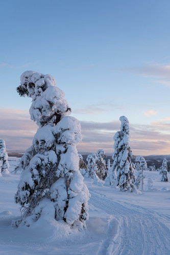 BENDING TREE | Noppe Boland
