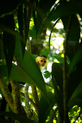 WHITE FACED MONKEY #1 | Noppe Boland