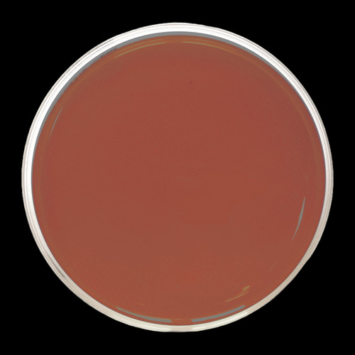 Thayer Martin Agar Modified (with nystatin, colistin, vancomycin ...