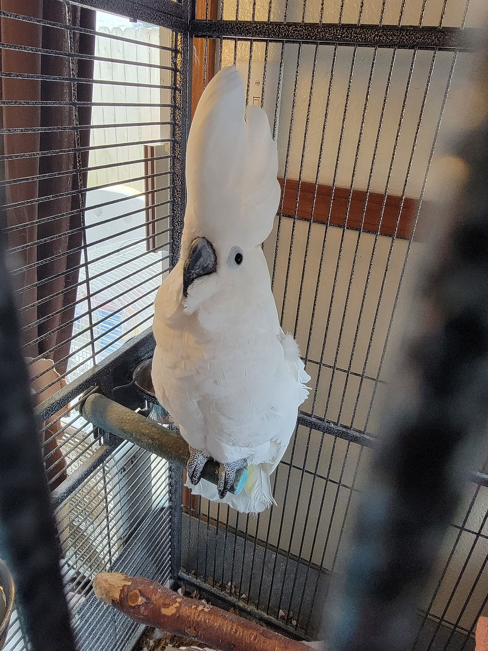 Available Birds | Exotic Bird Rescue