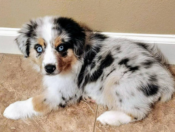 Mini Aussie For Sale Kansas | United States | Ramblin Ranch Aussies