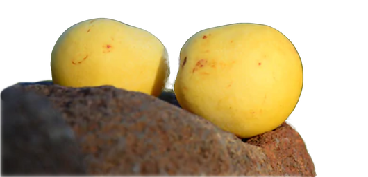 Marula Oil | Marula Oil Production | Usafi Oil