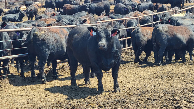 EPC | Sandhills Cattle Association