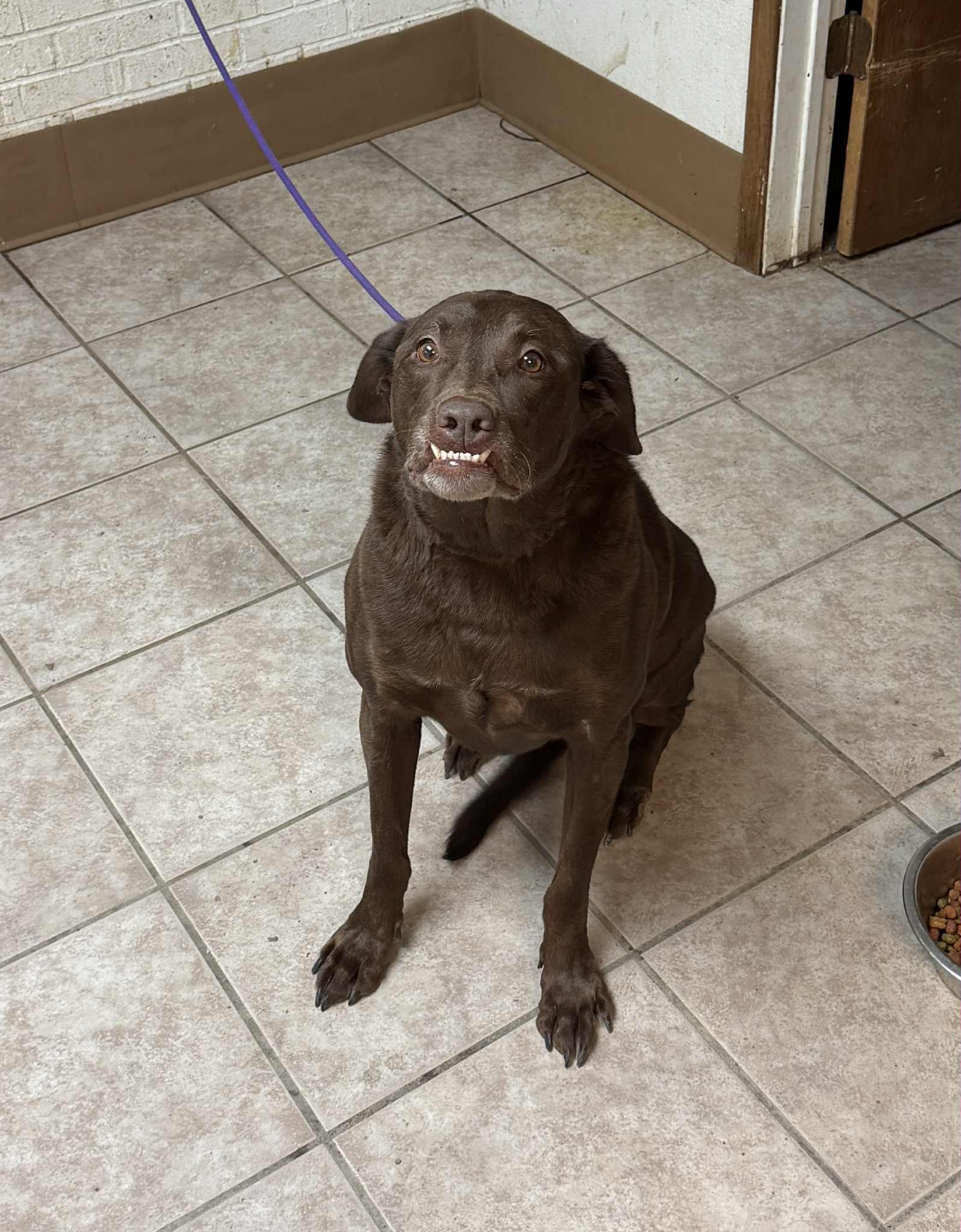 Found, Dog, IPA, Pet ID46950